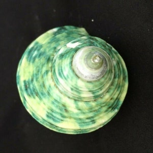 Green Silver Mouth Turbo Seashell - Etsy