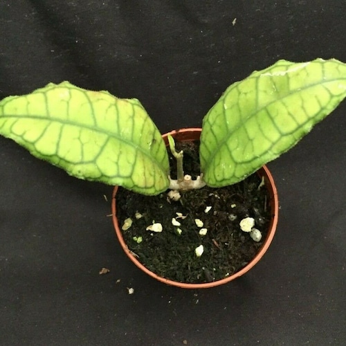 Hoya Kicki Hoya Hybrid Rooted Plant Shipped in 2.5 Pot | Etsy