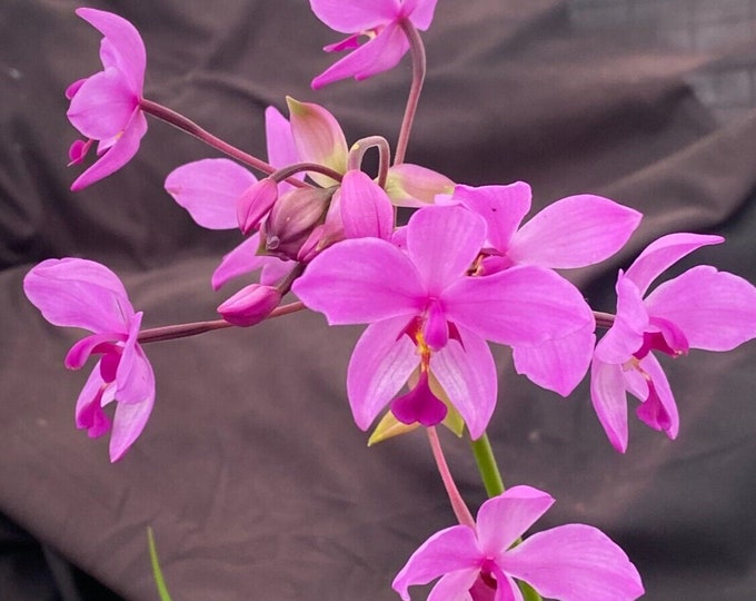 Spathoglottis Plicata, Easy to Grow Terrestrial Orchid. Rooted Plant ...