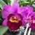 Oncidium Sharry Baby 'red Fantasy', Famous Orchid With Chocolate ...