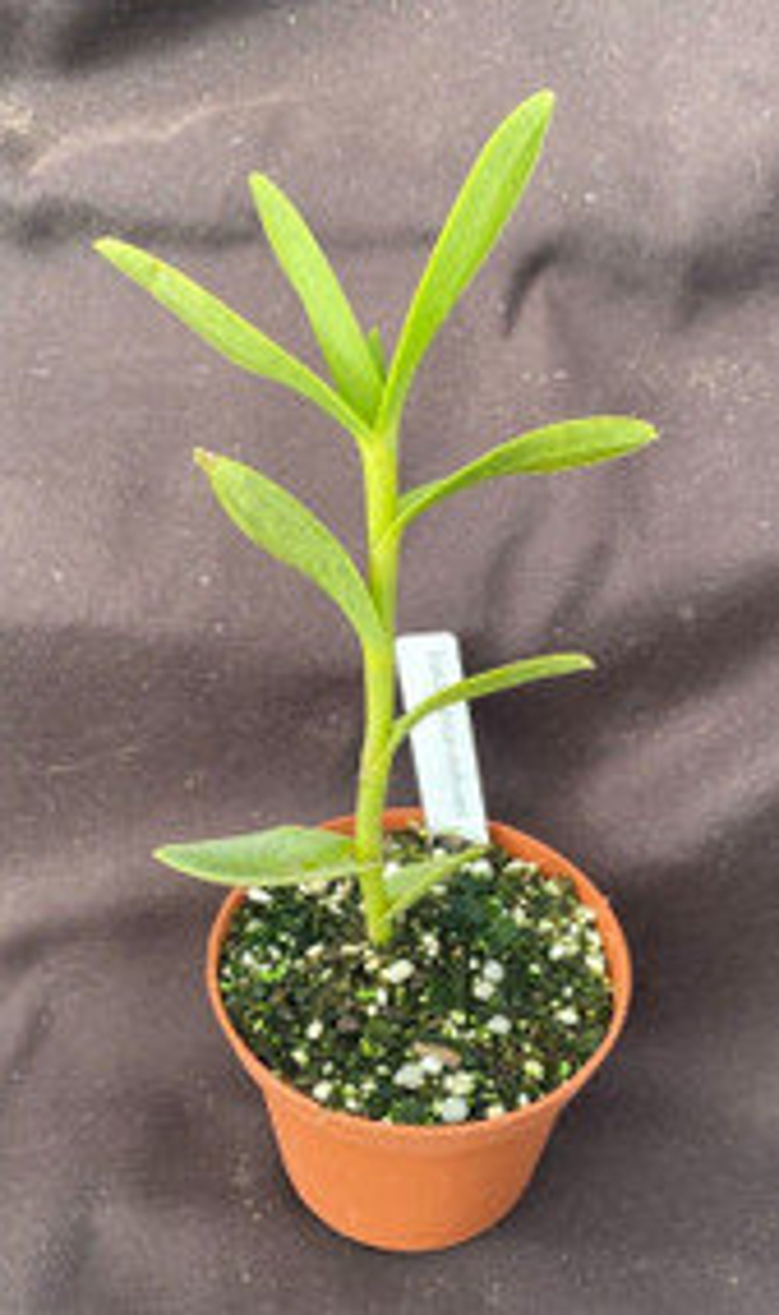 Rare Red Epidendrum Radicans, Rooted Plant Shipped in 3" Pot - Etsy