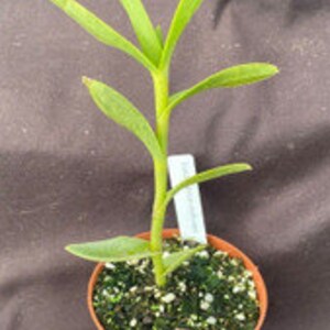 Rare Red Epidendrum Radicans, Rooted Plant Shipped in 3" Pot - Etsy