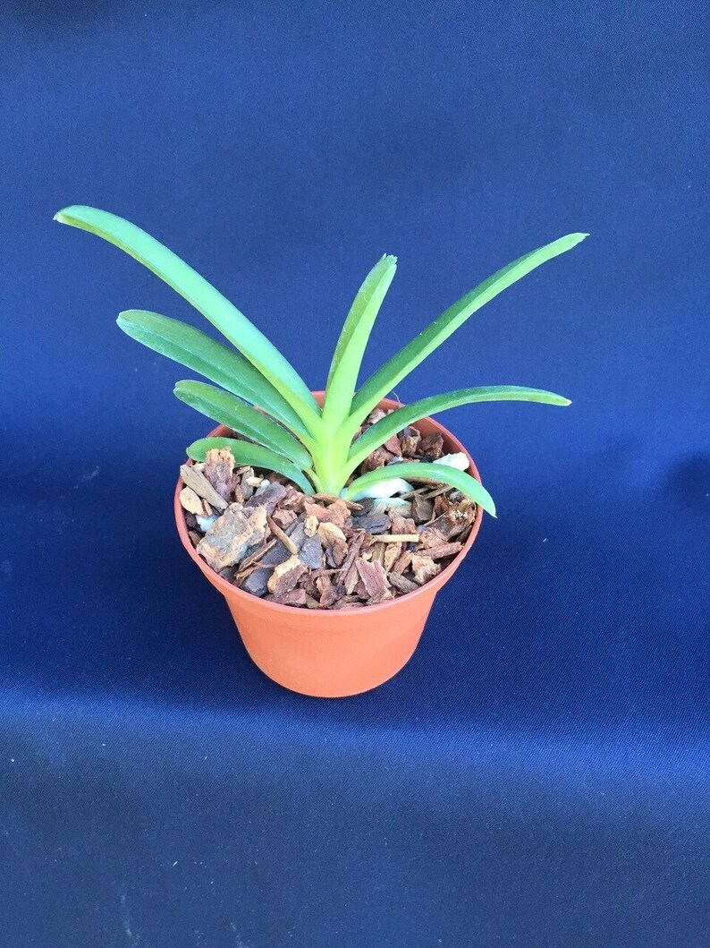 Vanda Pachara Delight 'pachara' FCC/JOGA Orchid Plant - Etsy