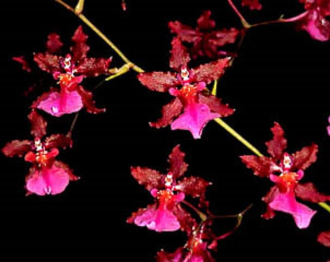 Oncidium Sharry Baby 'red Fantasy', Famous Orchid With Chocolate ...