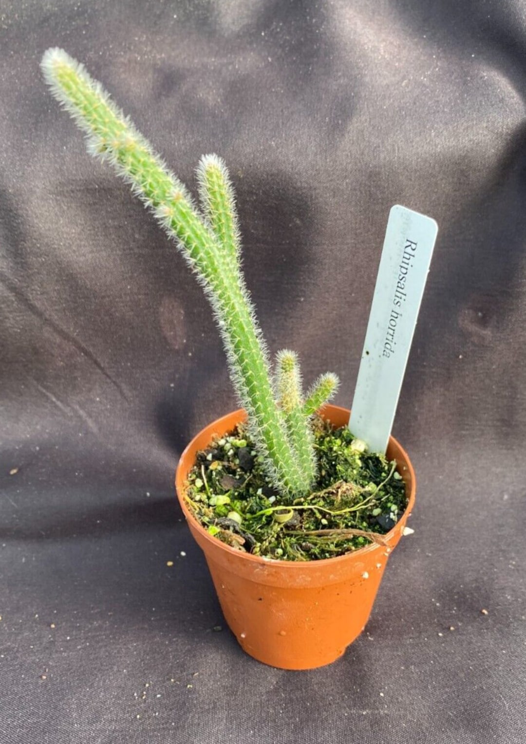Mouse Tail Cactus (rhipsalis Horrida). Soft and Cute Jungle Cactus ...