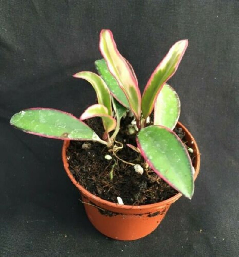 Hoya Wayetii 'lori Lyn' Newly Introduced Hoya - Etsy