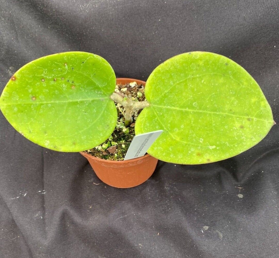 Hoya Loyceandrewsiana, the Dinner Plate Hoya. Rooted Plant Shipped in 3 ...