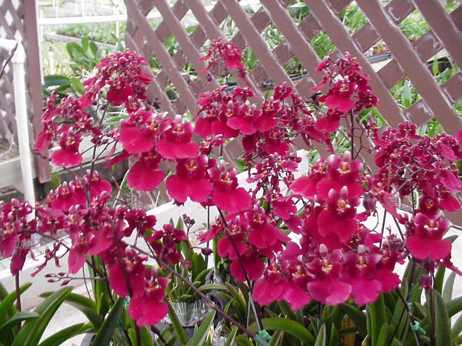 Tolumnia Popoki 'mitzi' Miniature Oncidium Type Orchid Plant Shipped in ...