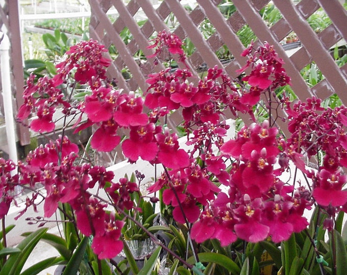 Tolumnia Popoki 'mitzi' Miniature Oncidium Type Orchid Plant - Etsy