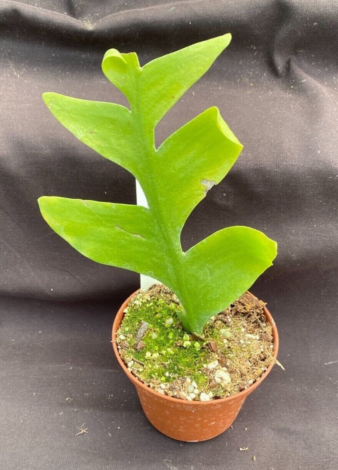 Fern Leaf Cactus, Selenicereus Chrysocardium. Shipped in 3" Pot - Etsy