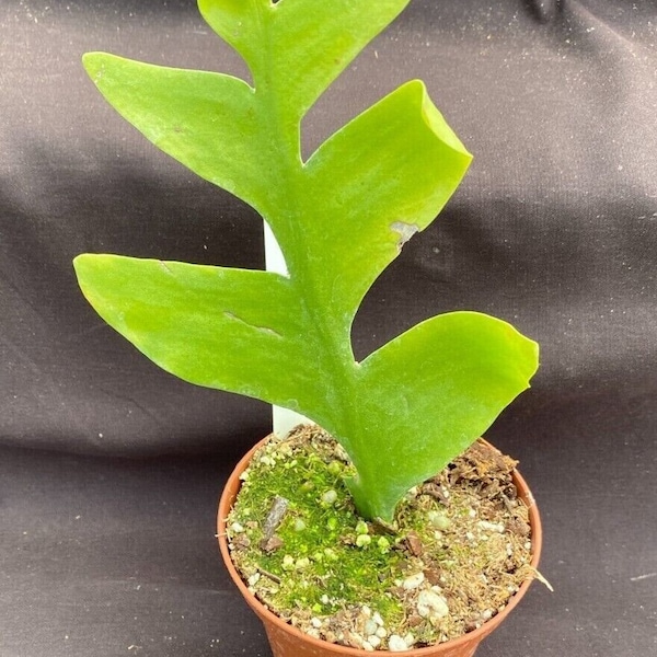 Fern Leaf Cactus - Etsy