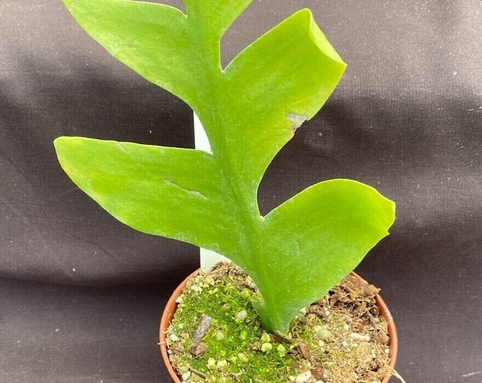 Fern Leaf Cactus, Selenicereus Chrysocardium. Shipped in 3 Pot - Etsy