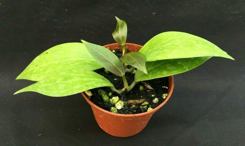 Hoya Kicki Hoya Hybrid Rooted Plant | Etsy