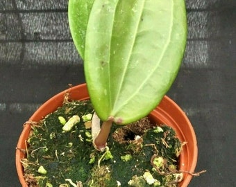 Hoya Kicki Hoya Hybrid Rooted Plant Shipped in 2.5 - Etsy