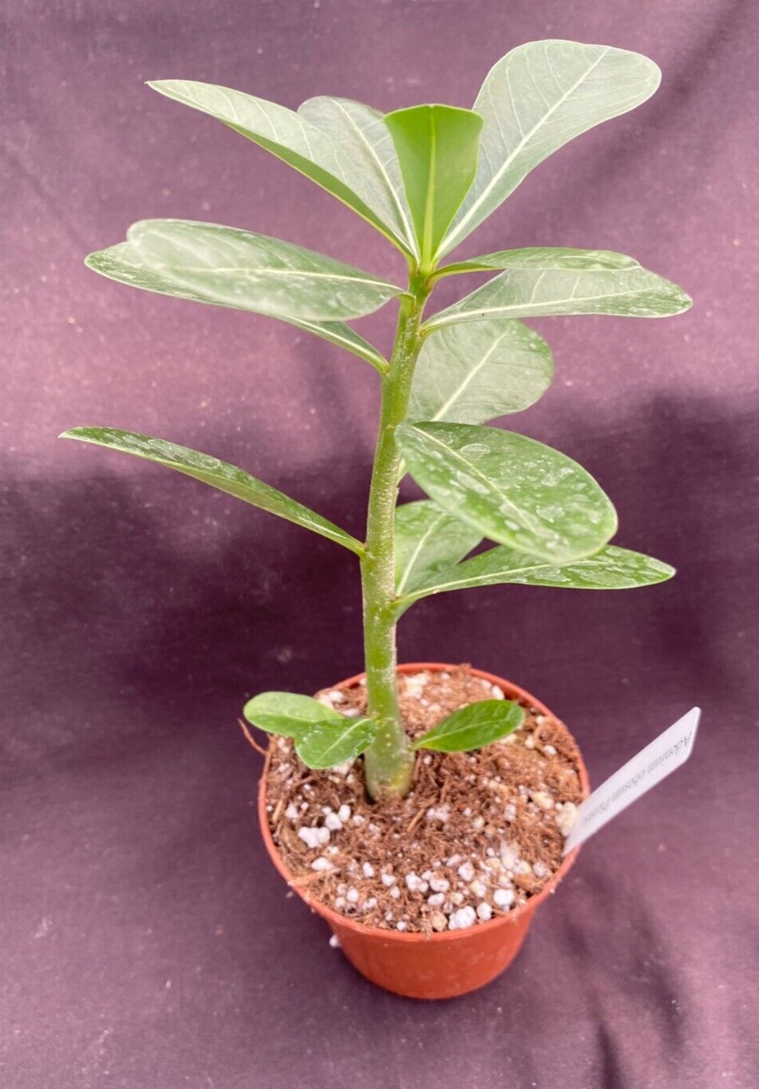 Adenium Obesum 'picotee' Desert Rose, Rooted Plant Grown From Seed ...