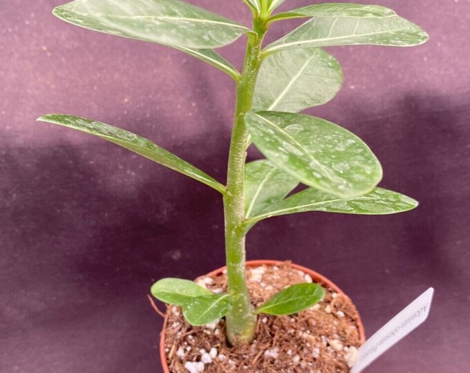 Adenium Obesum 'picotee' Desert Rose, Rooted Plant Grown From Seed ...