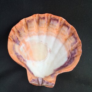 Lion's Paw, Large Orange Sea Shell - Etsy