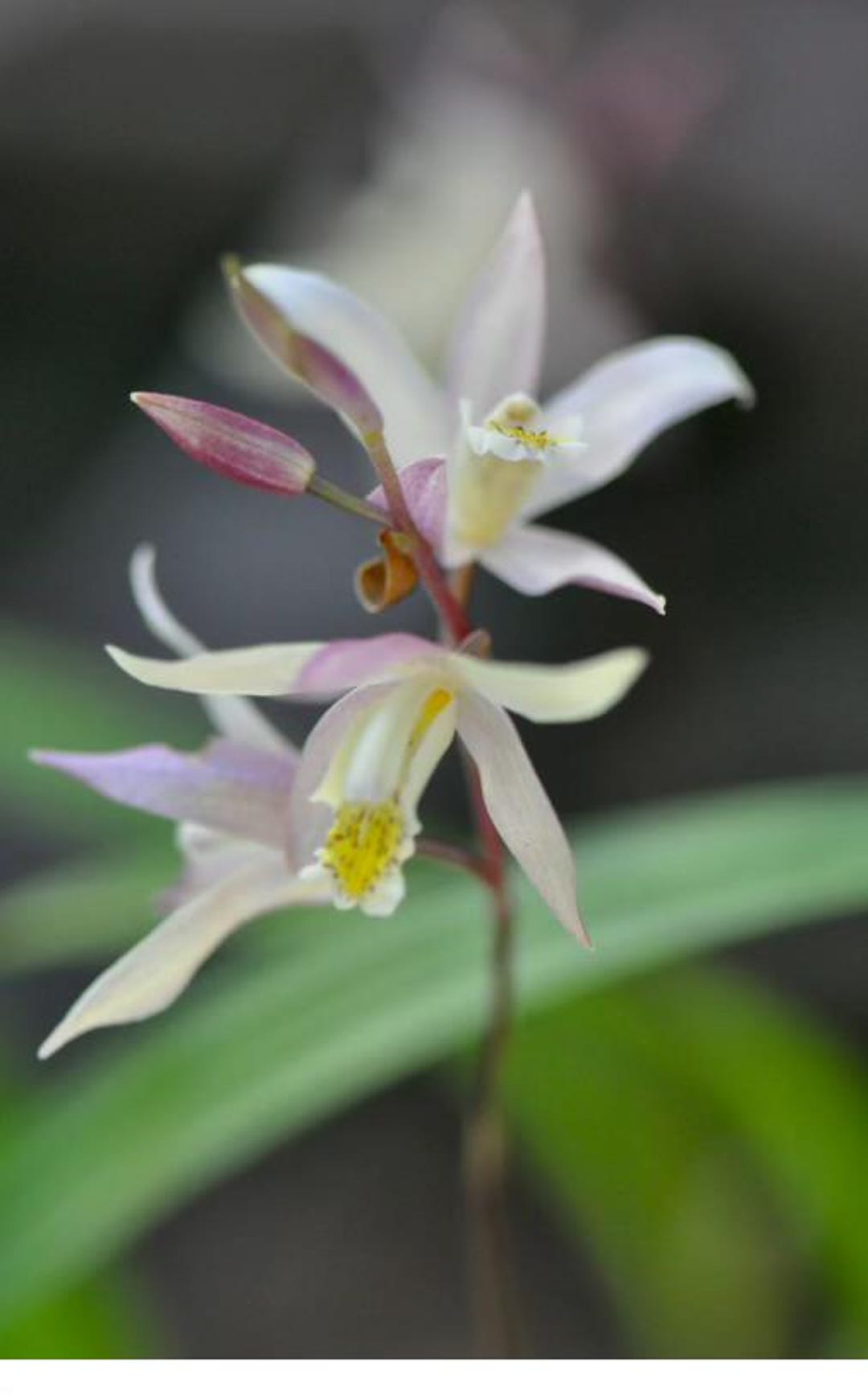 Bletilla Terracotta Princess, Cold Hardy Orchid, Rooted Plant Shipped ...