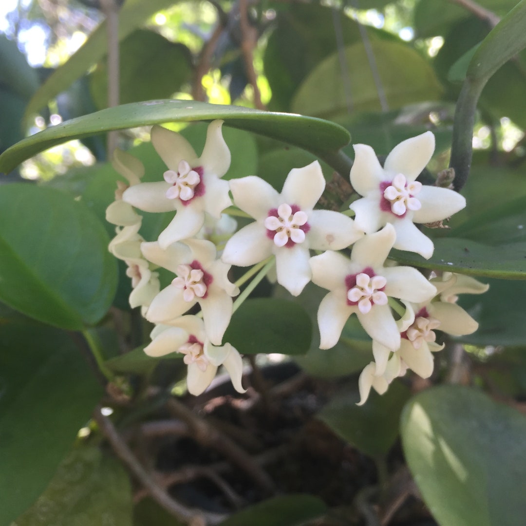 Hoya Australis Ssp. Keysii Easy to Grow Hoya, Rooted Plant Shipped in 2 ...