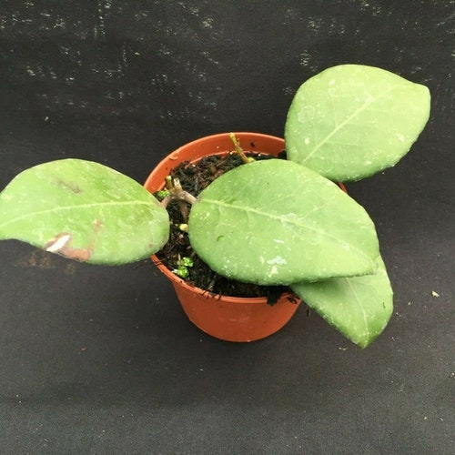Hoya Kicki Hoya Hybrid Rooted Plant Shipped in 2.5 Pot | Etsy