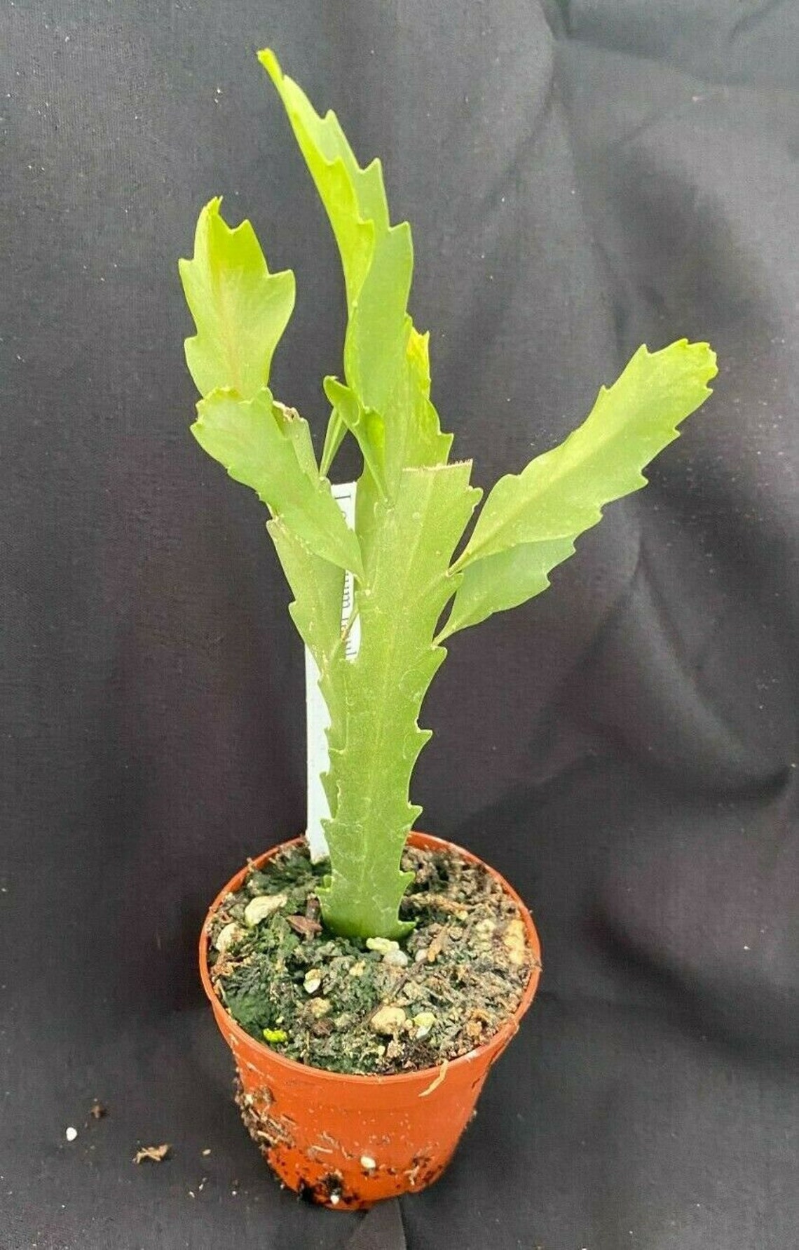 Rhipsalis Houlletiana, Jungle Cactus, Two Rooted Plants Shipped in 2 ...