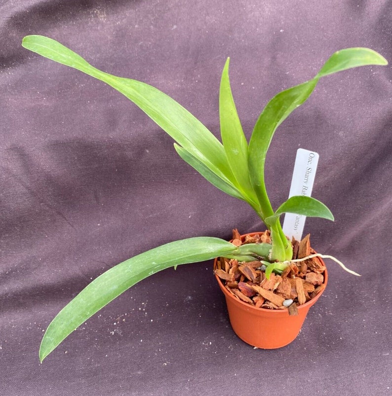 Oncidium Sharry Baby 'red Fantasy' Famous Orchid With - Etsy