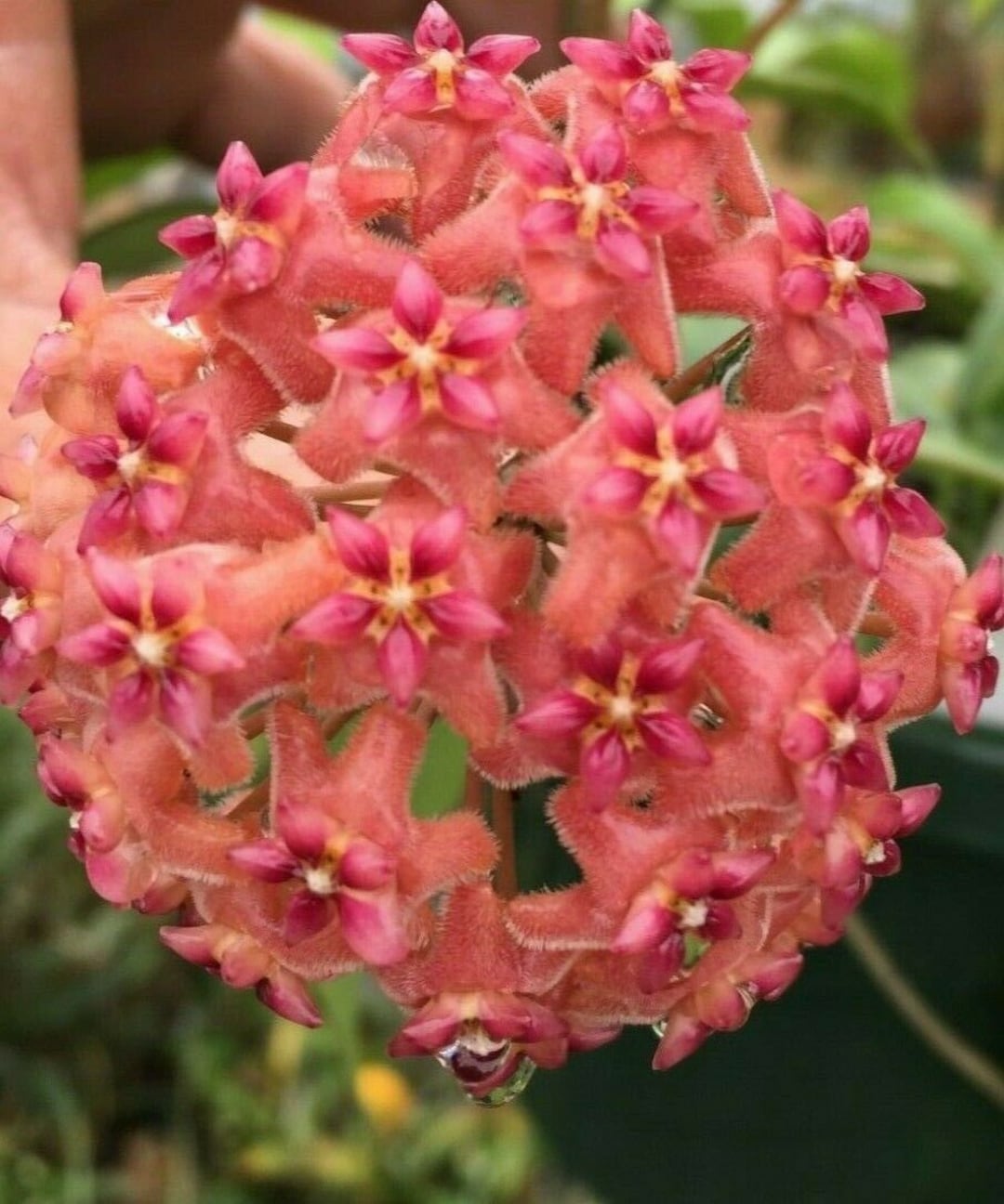 Hoya Kicki, Hoya Hybrid, Rooted Plant Shipped in 2.5" Pot. - Etsy