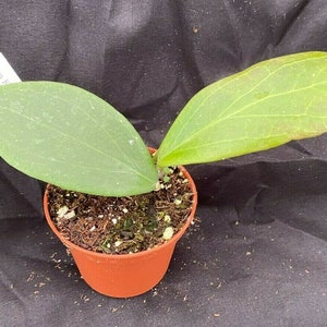 Hoya Kicki, Hoya Hybrid, Rooted Plant Shipped in 2.5 Pot. - Etsy