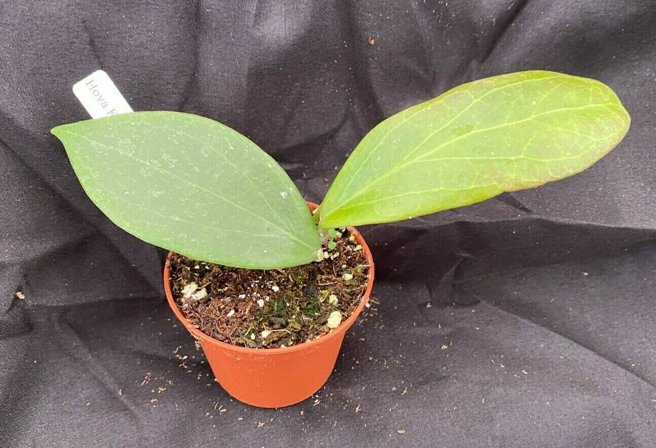 Hoya Kicki Hoya Hybrid Rooted Plant Shipped in 2.5 Pot | Etsy