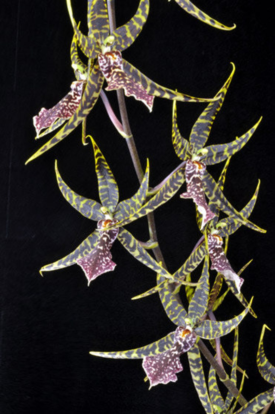 Arthurara Sea Snake 'unforgettable' Unusual Oncidium Type Orchid Plant ...