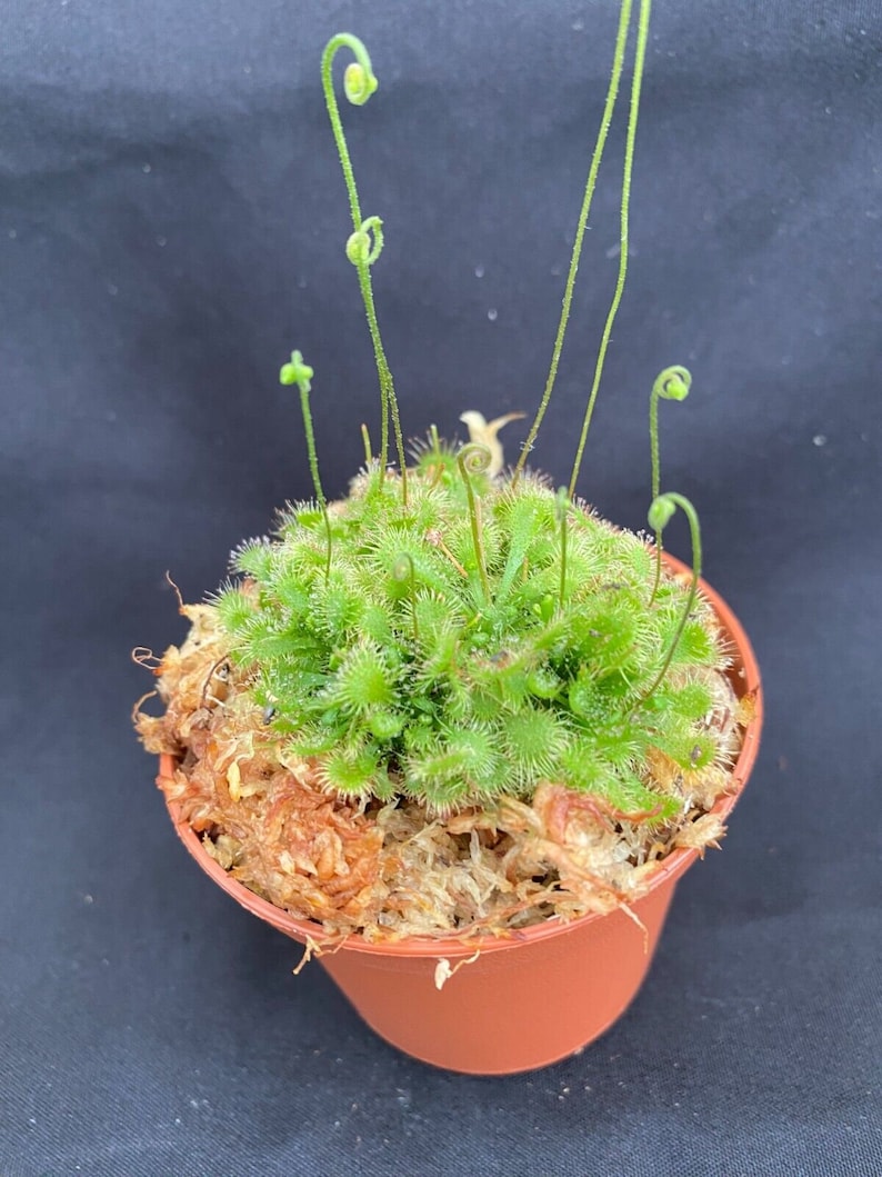 Sundew, Spoonleaf. Rooted Carnivorous Plant Shipped in 2.5" Pot - Etsy
