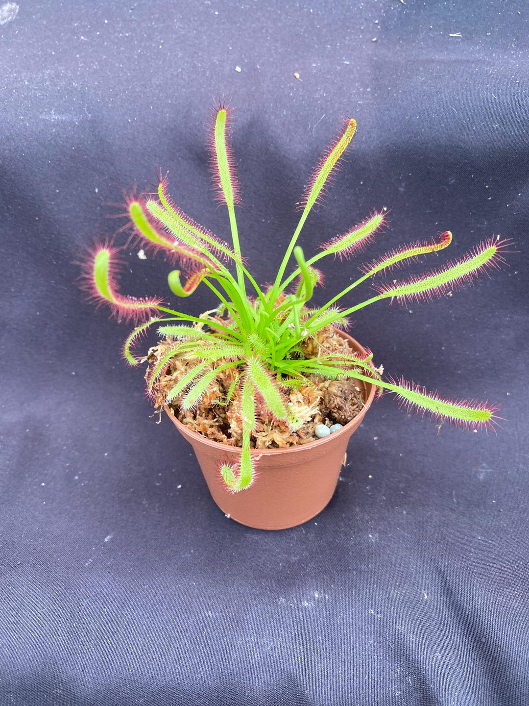 Drosera Capensis, the Cape Sundew. Rooted Carnivorous Plant Shipped in ...