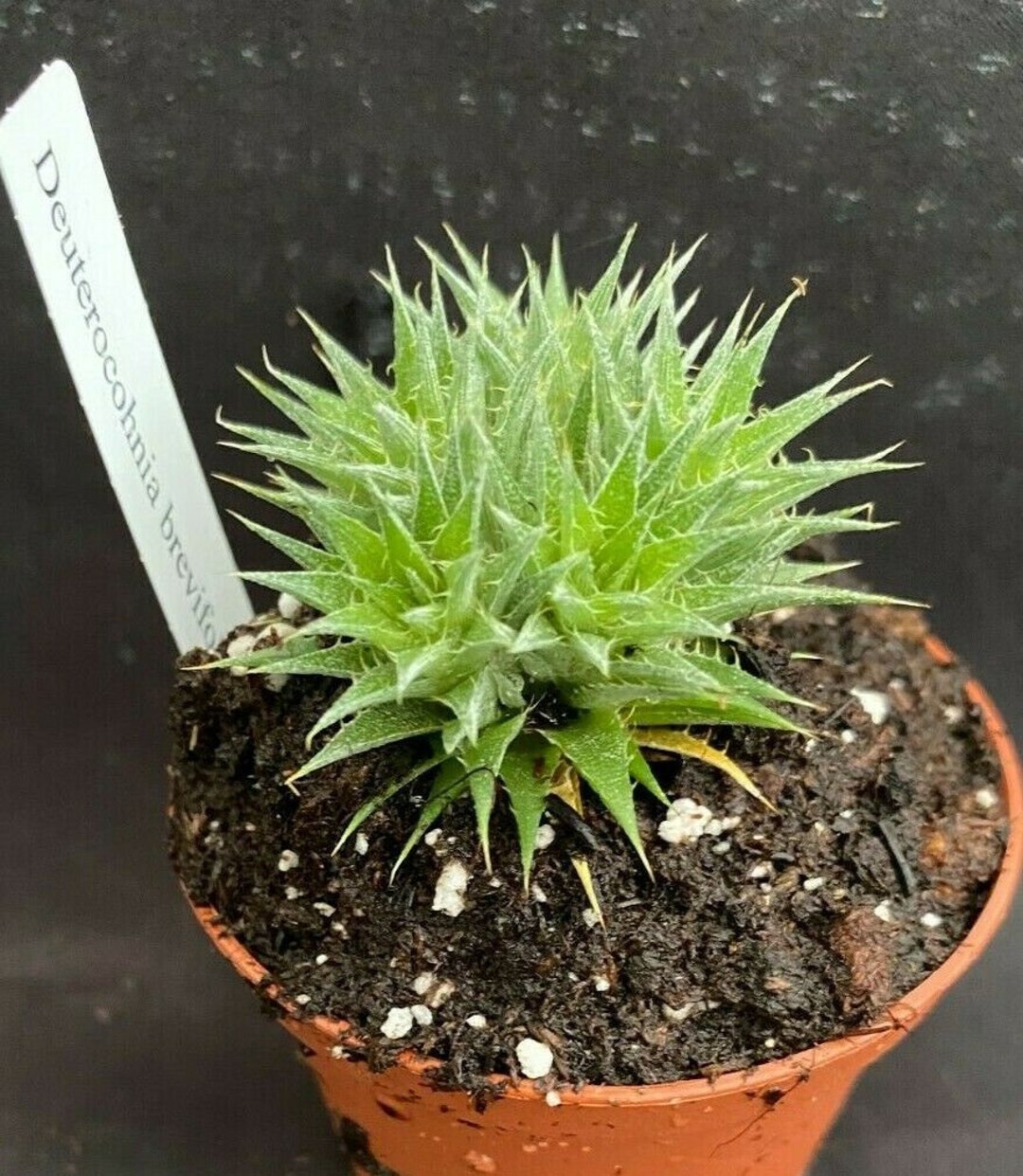 Deuterocohnia Brevifolia Dwarf Bromeliad Grows Like a - Etsy