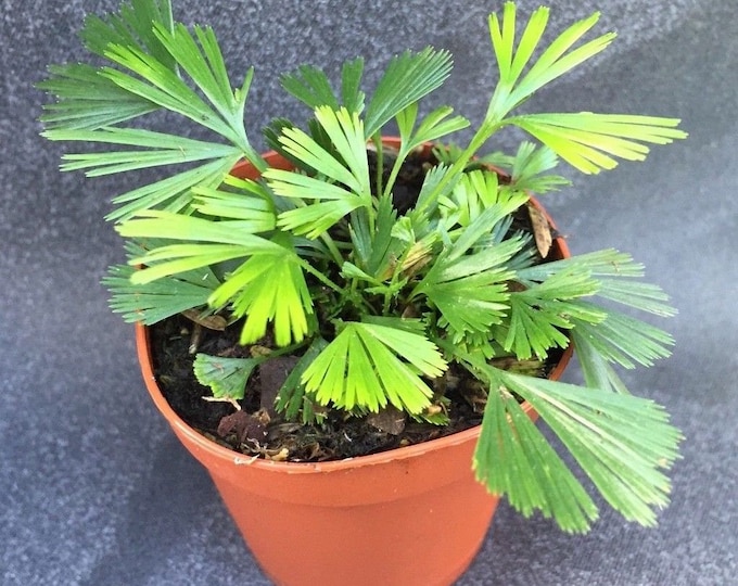 Eyelash Fern, Actiniopteris Sp., Rooted Plant Shipped in 3" Pot - Etsy