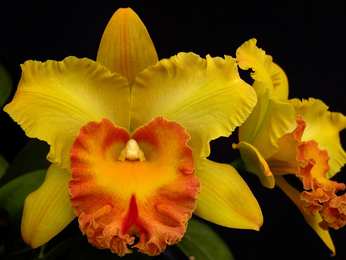 Rlc. Hawaiian Venture 'carmela' Cattleya Orchid Plant - Etsy