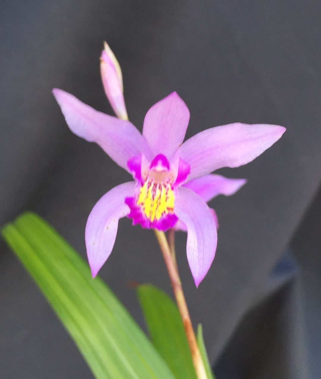 Bletilla 'kate' Cold Hardy Ground Orchid, Rooted Plant Shipped in 3 ...