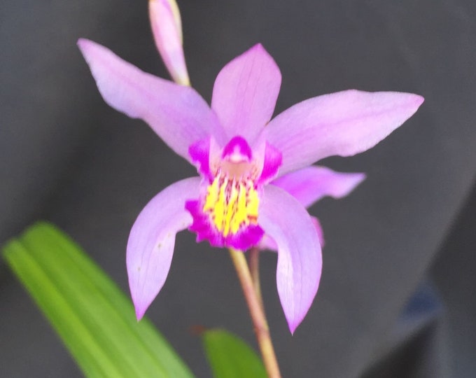 Cymbidium Aloifolium/orchid Species/large Division in 4deep Pot X36 ...