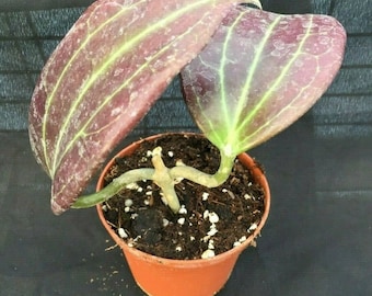 Hoya Sp. Timor, Rare & Beautiful Hoya, Rooted Plant Shipped in 2.5 Pot ...