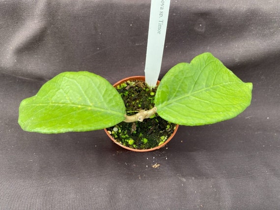 Hoya Sp. Timor Rare & Beautiful Hoya Rooted Plant Shipped in - Etsy