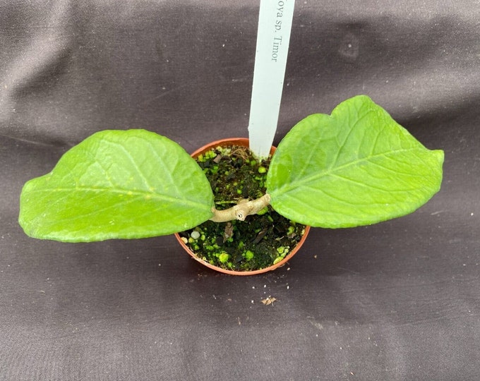 Hoya Sp. Timor, Rare & Beautiful Hoya, Rooted Plant Shipped in 2.5" Pot ...