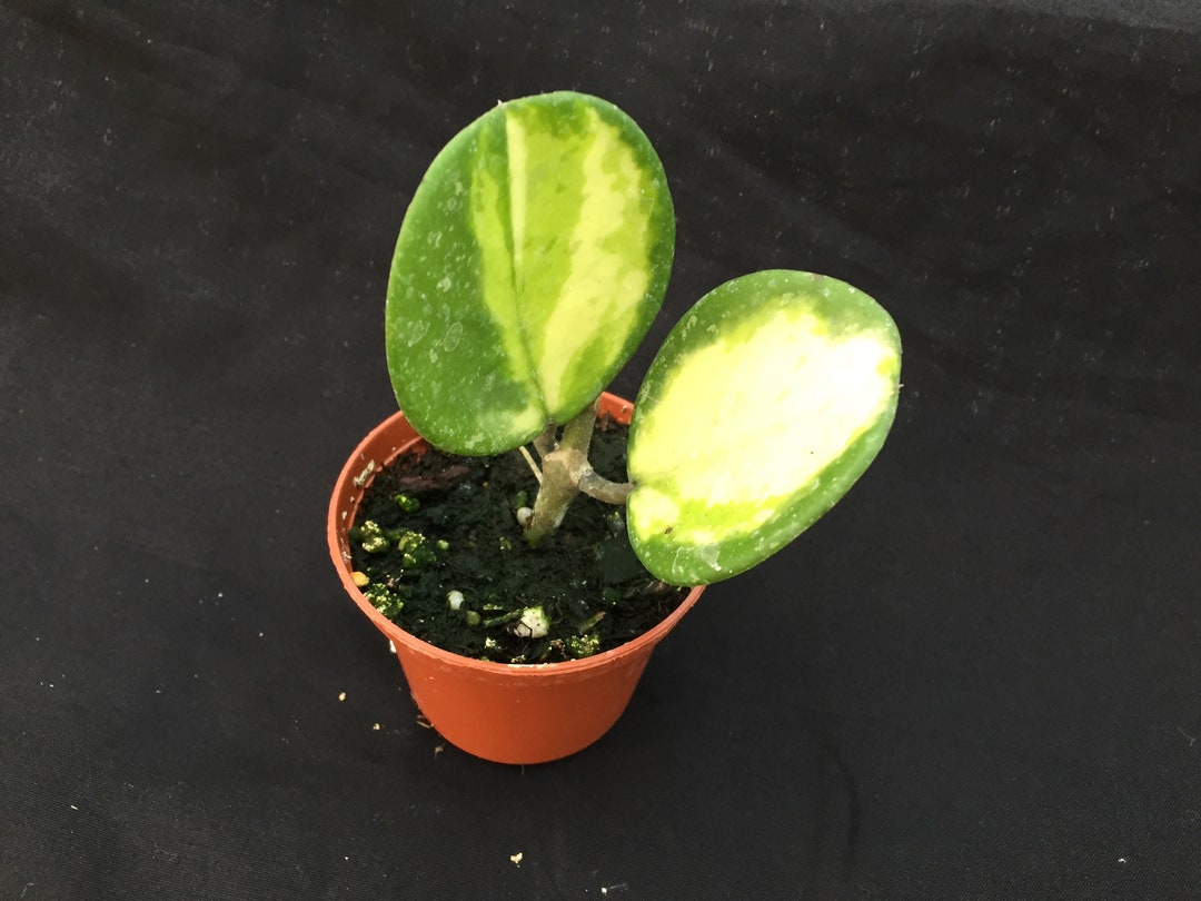 Hoya Obovata 'picta' Easy Variegated Hoya Plant - Etsy