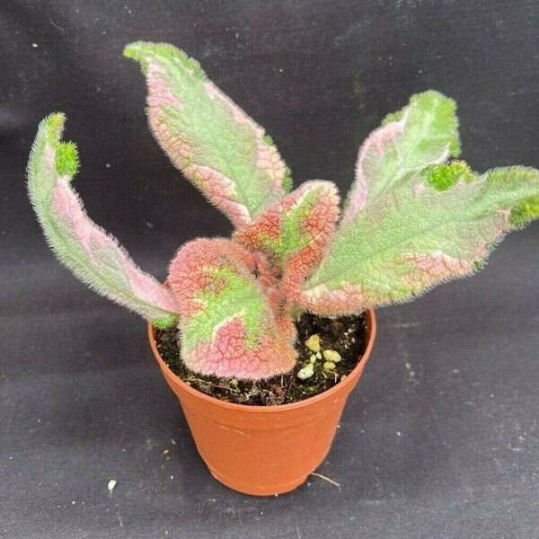Episcia - Etsy