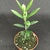 Top Hat Dwarf Blueberry, Will Produce Lots of Sweet Fruit in a Small ...