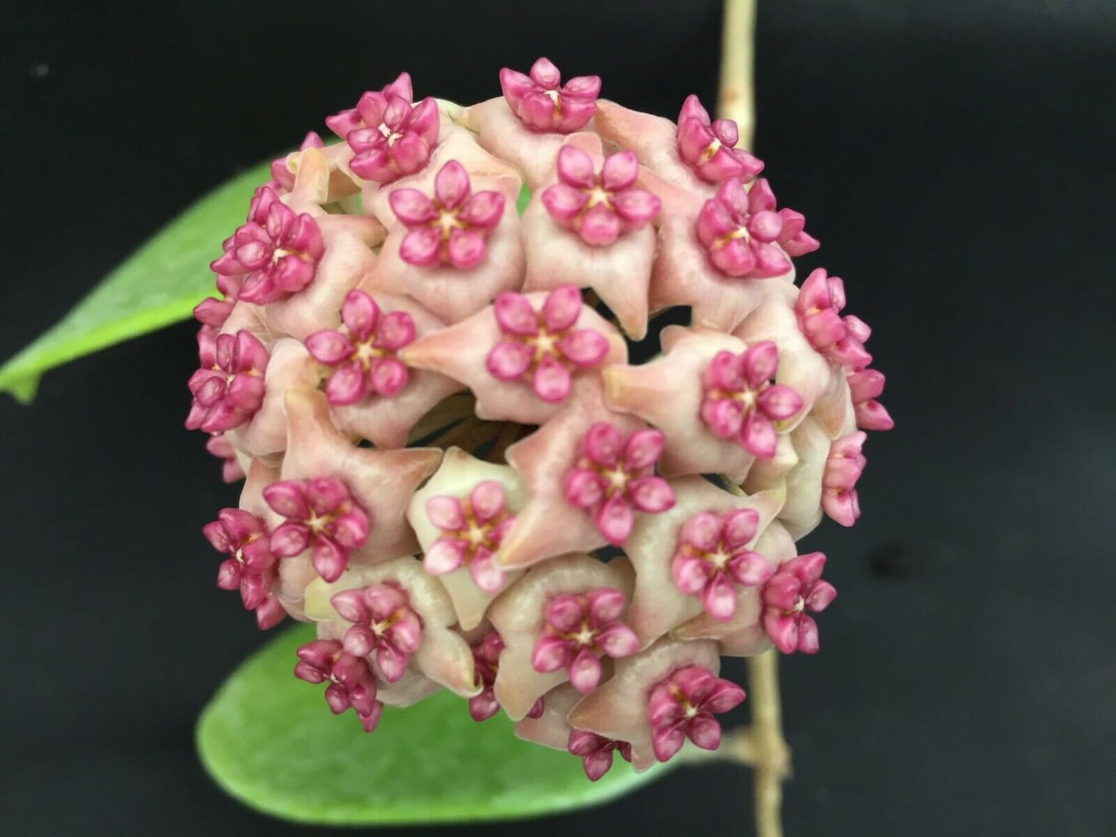 Hoya Hot Lips, Hoya Hybrid, Rooted Plant Shipped in 3" Pot. - Etsy