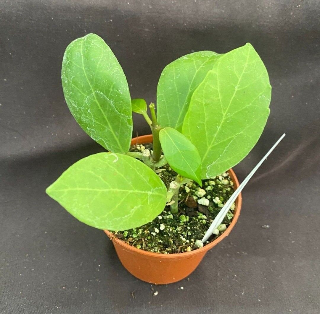 Hoya Pusilla, Rooted Plants Shipped in 2.5 Pot - Etsy