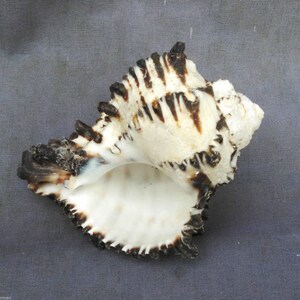 Black Murex Sea Shell - Etsy