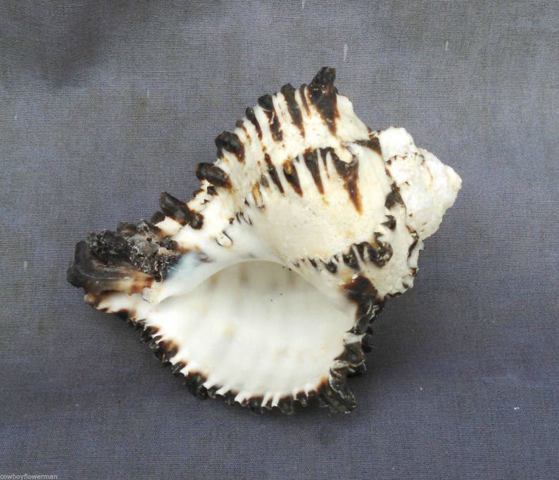 Black Murex Sea Shell - Etsy