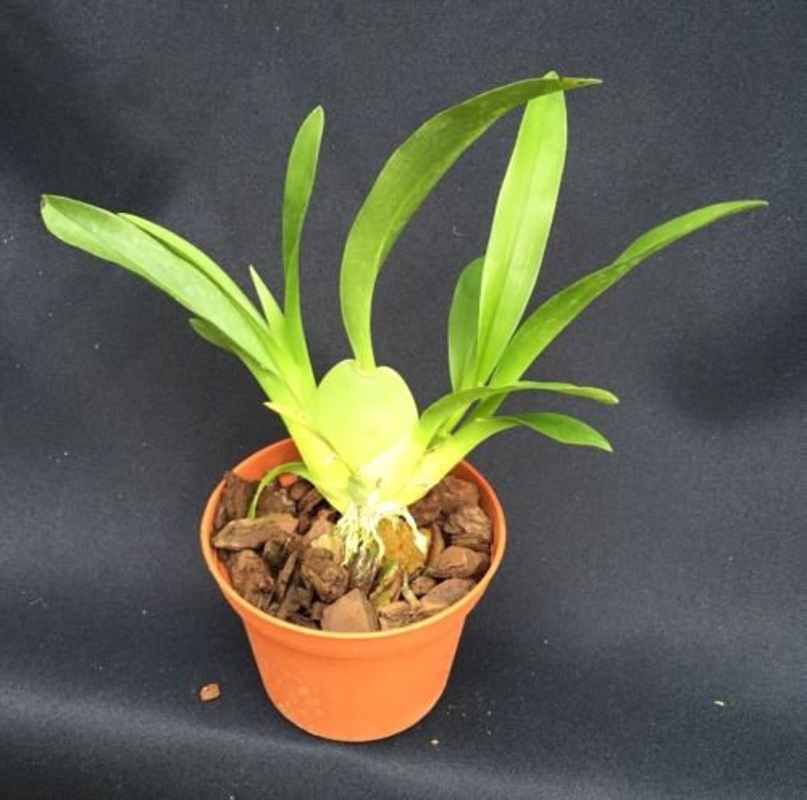 Oncidium Twinkle 'fantasy' Miniature Orchid, Shipped in 2.5" Pot - Etsy