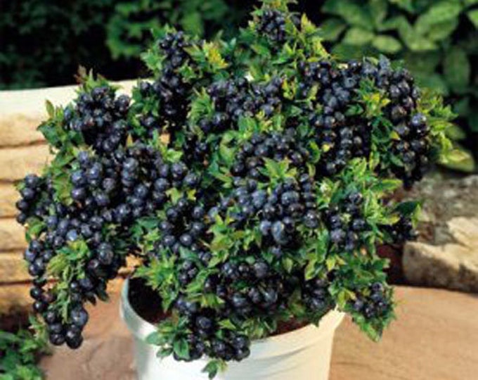 Top Hat Dwarf Blueberry, Will Produce Lots of Sweet Fruit in a Small ...
