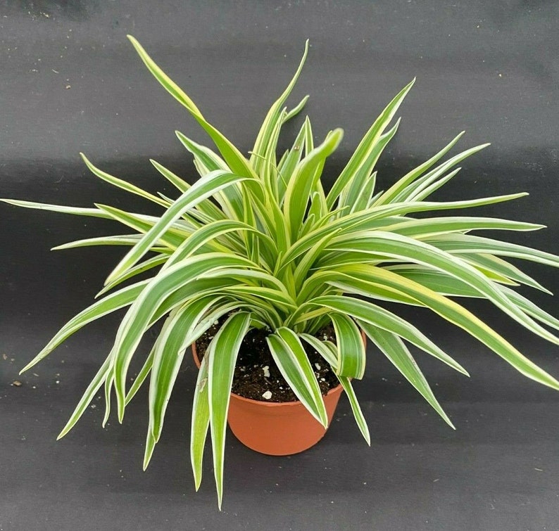 Clean Air Machine! You Need This Plant in Your Home. Chlorophytum ...